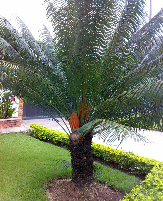 Cycas revoluta (Sagu-de-jardim): Características e cultivo - Diário do ...